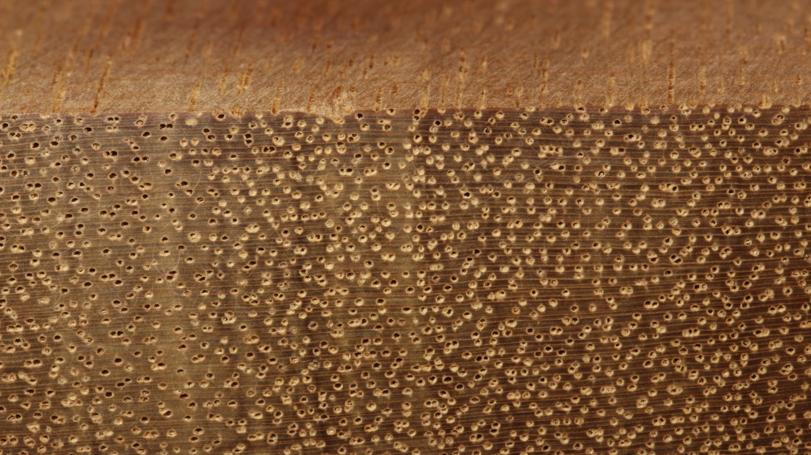 White Seraya - Merkmale & Eigenschaften - Holz vom Fach